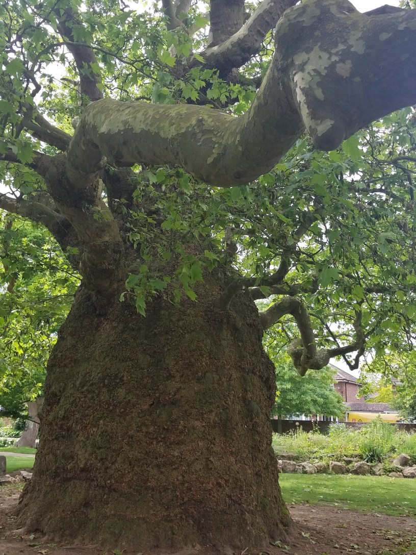 The Canterbury Tales, Part II – The Tree’s Tale | Elizabeth Bales Frank